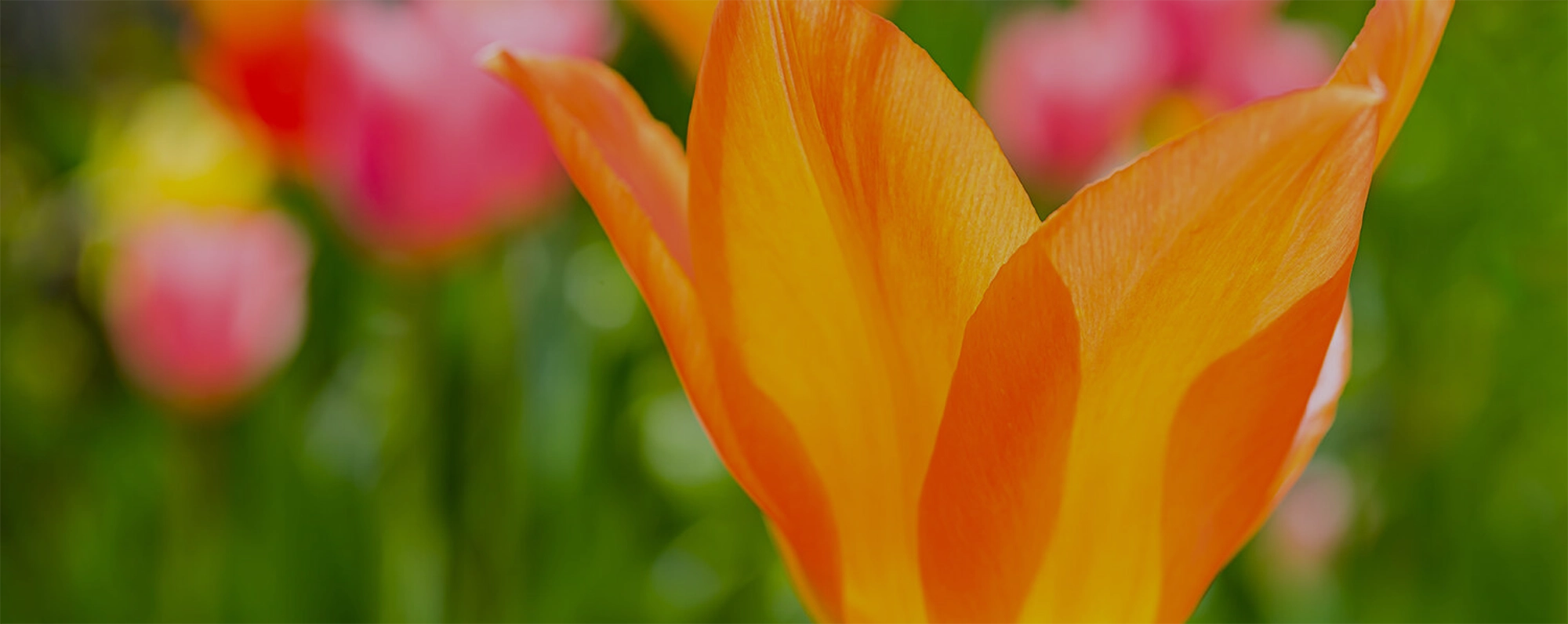 Get Involved - STEMS Wayland