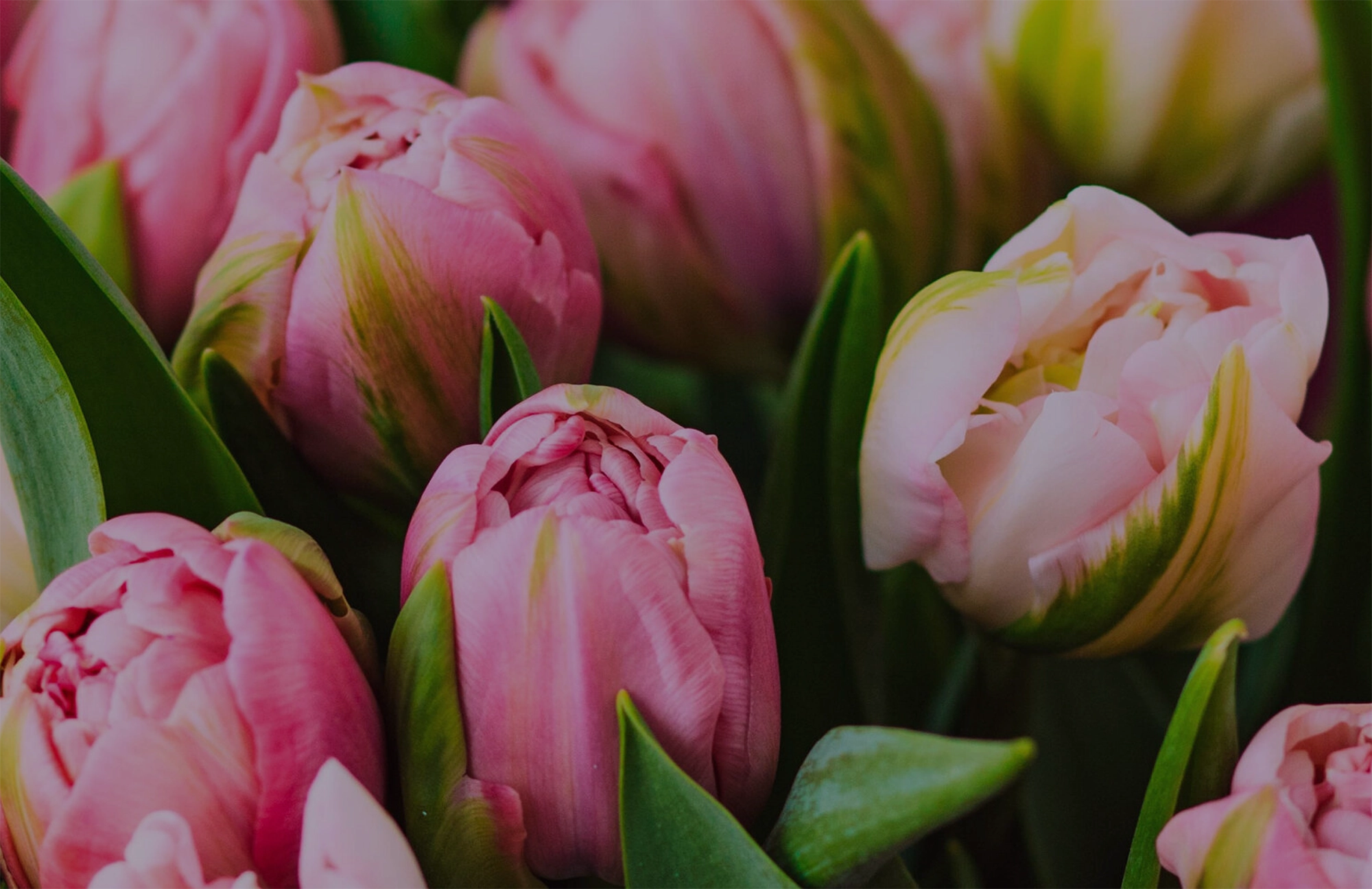 STEMS Wayland Flower