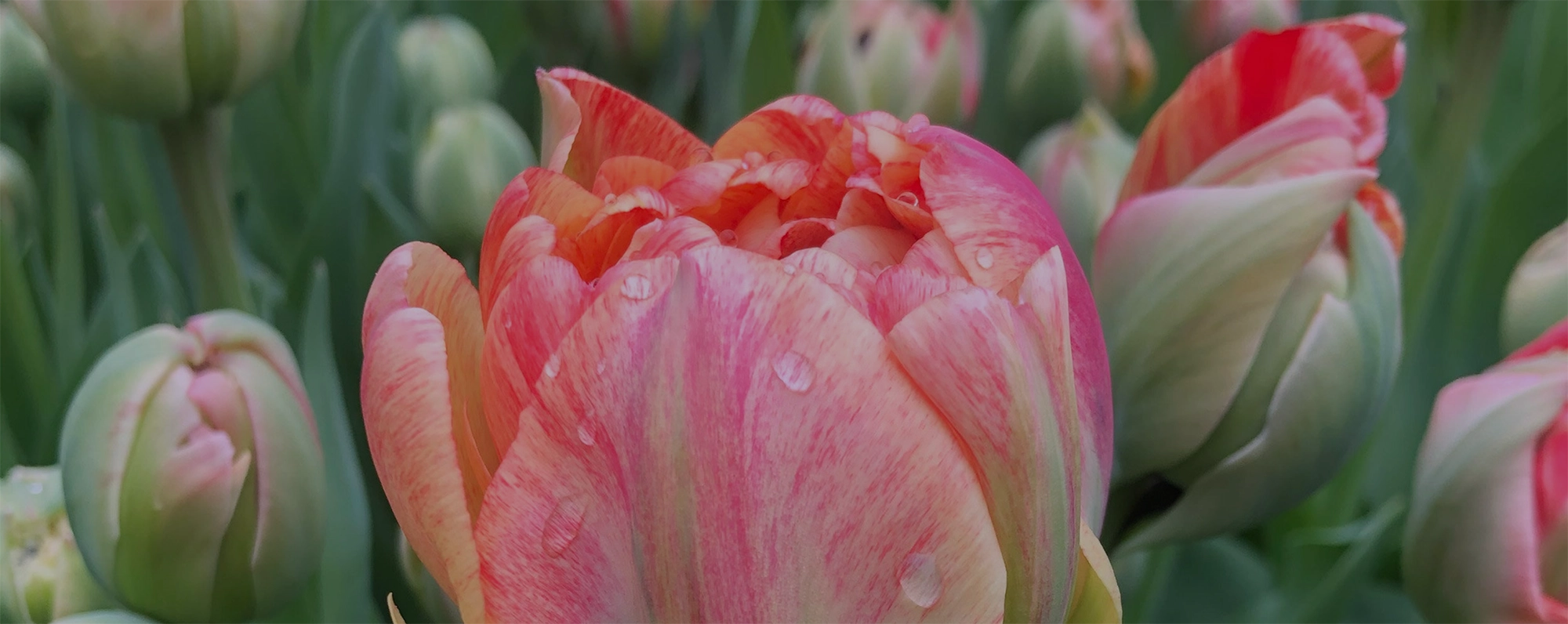 Contact Us - STEMS Wayland