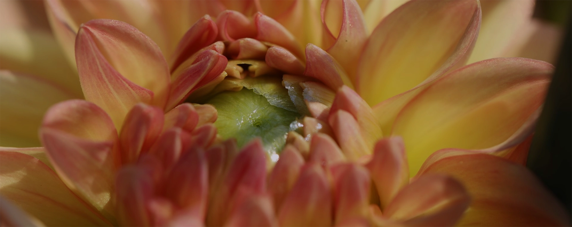 Team - STEMS Wayland