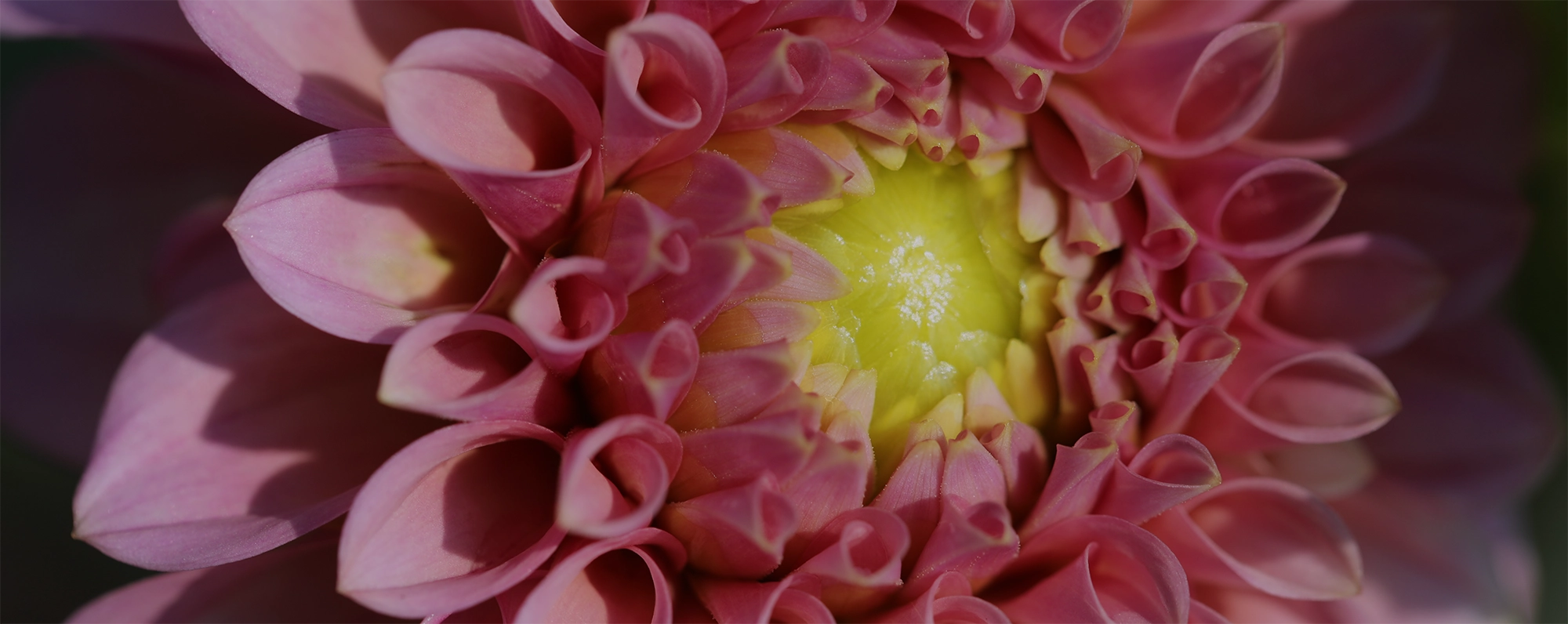 Our Story - STEMS Wayland